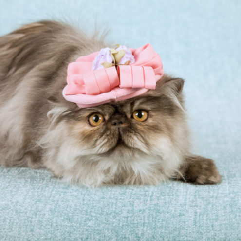 Peter J. Stavros | at The Saturday Evening Post