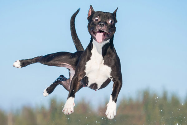 Ask the Vet's Pets: Down Play | The Saturday Evening Post