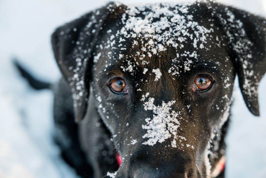 Ask the Vet’s Pets: Keep Your Dog Safe in Cold Weather | The Saturday ...