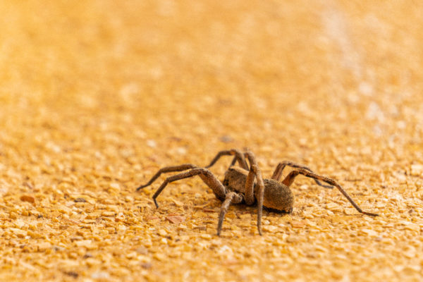 You Be the Judge: Brown Recluse on the Loose | The Saturday Evening Post