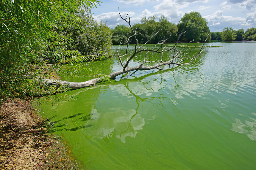 Ask the Vet: Stay Out of Green Water! | The Saturday Evening Post