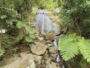 Get Tropical in Puerto Rico’s El Yunque Rainforest | The Saturday ...