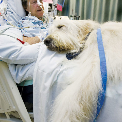 Therapy Dogs and Healing | The Saturday Evening Post