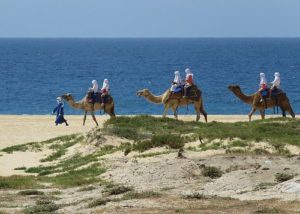 Post Travels: 10 Wild Animals to See on Your Next Vacation | The ...