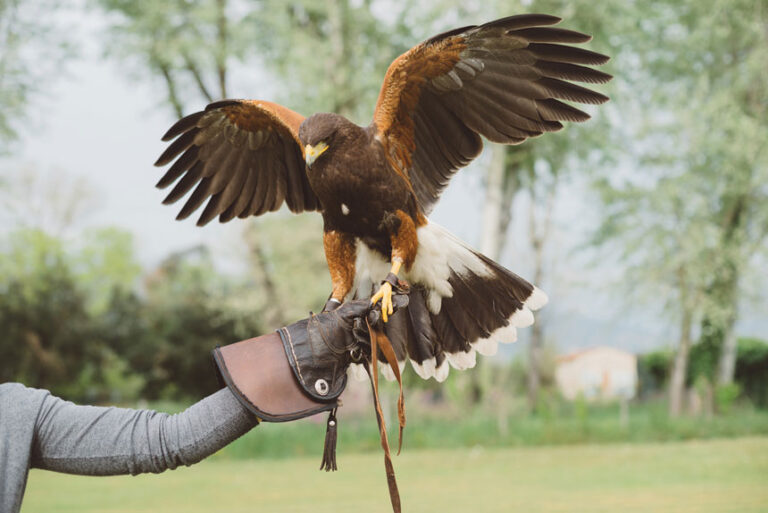 Flight of the Falcon | The Saturday Evening Post
