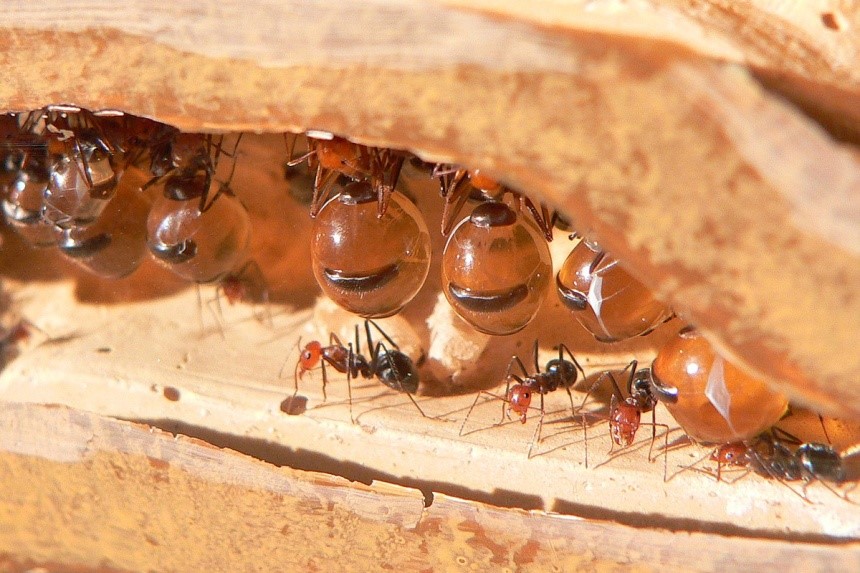 Our Better Nature: The Quirky Habits of Animal Hoarders | The Saturday ...