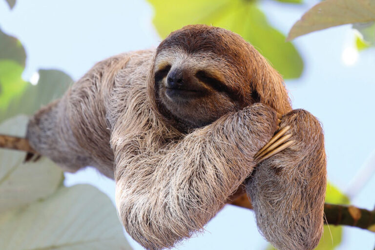 In Defense of Sloth | The Saturday Evening Post