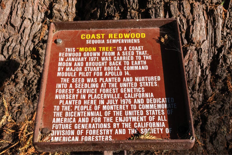 Return of the Moon Trees | The Saturday Evening Post