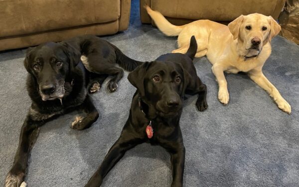 Adventures in Raising a Guide Dog, Part 4 | The Saturday Evening Post