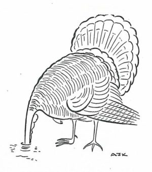 Turkey-Ostrich | The Saturday Evening Post