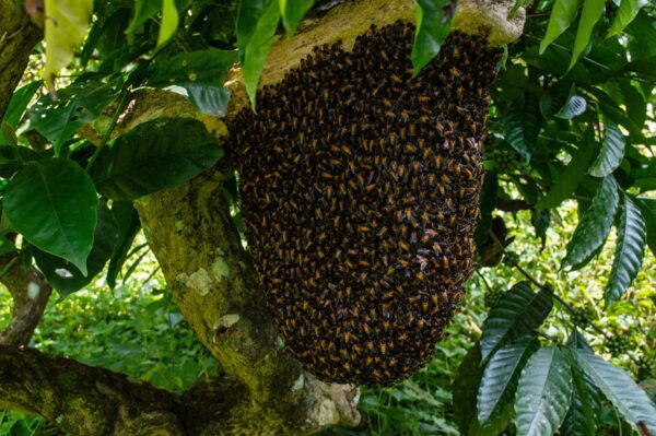 Our Better Nature: Bees (and Other Creatures) Like Getting Buzzed on ...