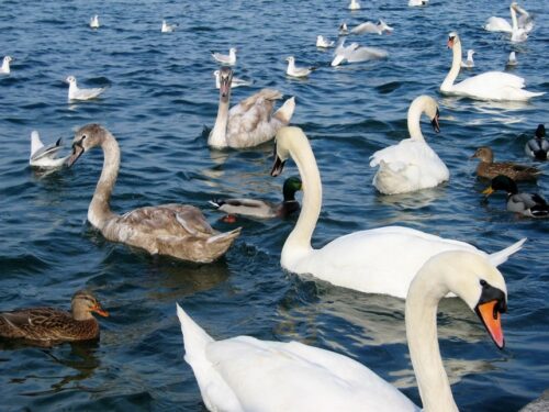 Our Better Nature: Happiness Is for the Birds | The Saturday Evening Post