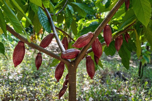 Our Better Nature: The Tree of Love | The Saturday Evening Post
