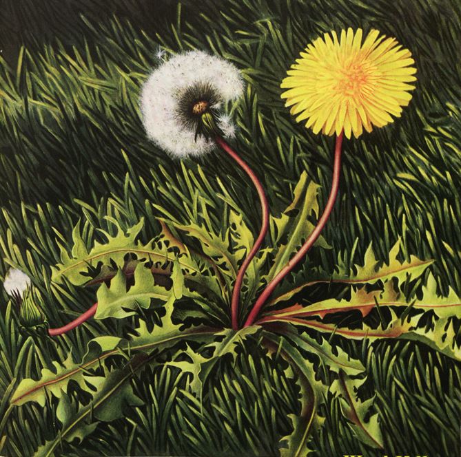 Learning to Love Your Weeds | The Saturday Evening Post