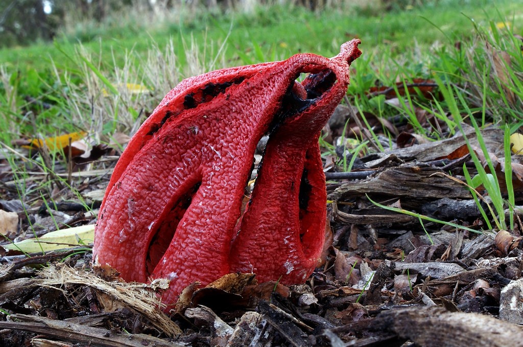 9 Frightful Fungi That Will Freak You Out | The Saturday Evening Post