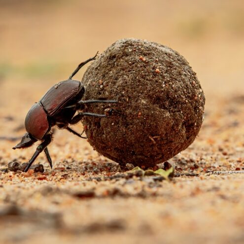 Saving Our Dying Waters — 50 Years Ago and Today | The Saturday Evening ...