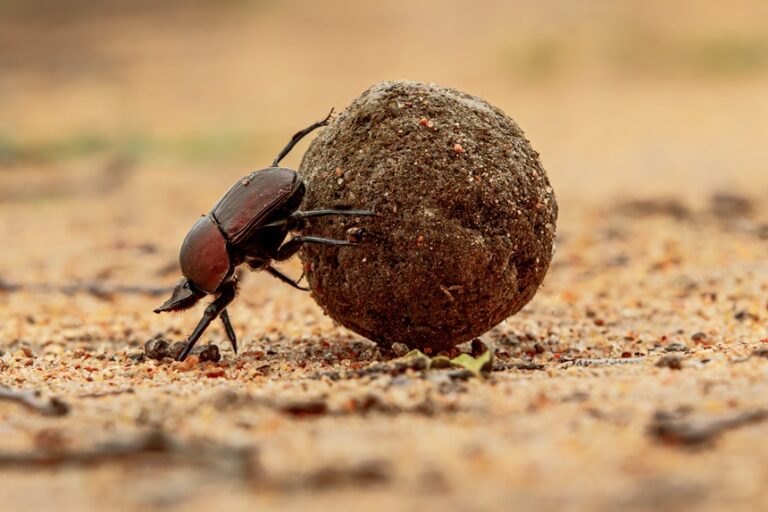 Our Better Nature: Rocking Rollers — The Beetles’ Endless Tour | The ...