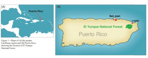 Get Tropical in Puerto Rico’s El Yunque Rainforest | The Saturday ...