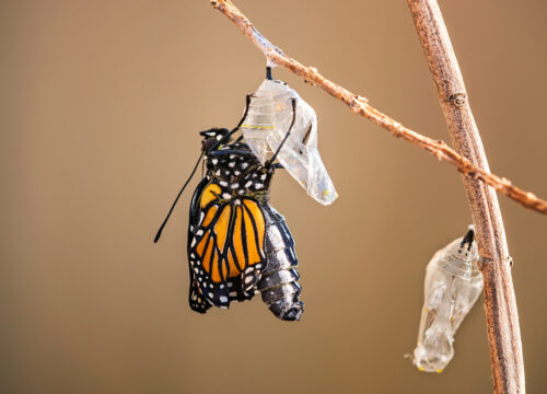 Our Better Nature: Caterpillar Soup for the Soul | The Saturday Evening ...