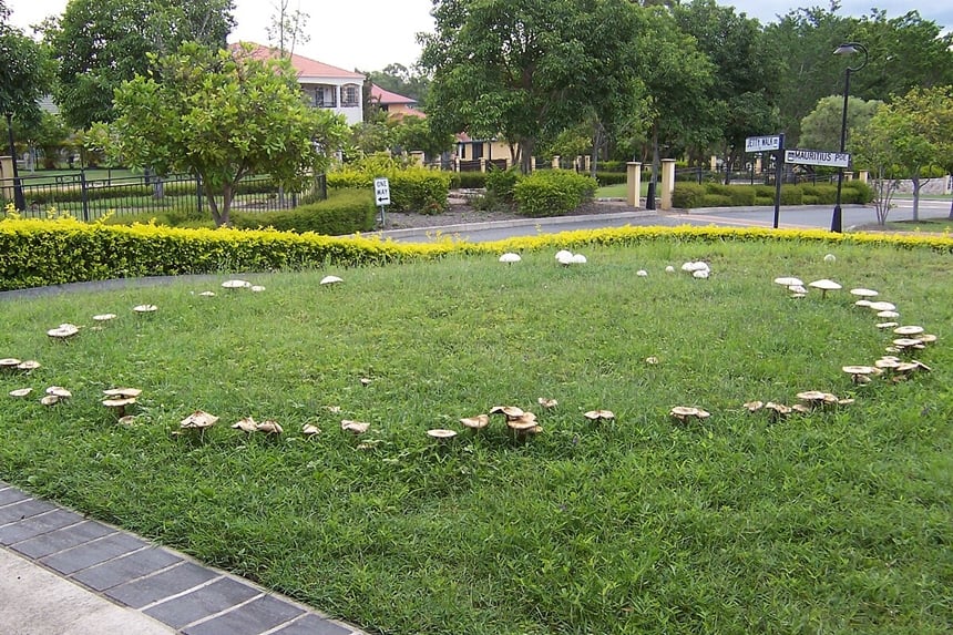 Our Better Nature: Magical, Mushroomy Fairy Rings | The Saturday ...