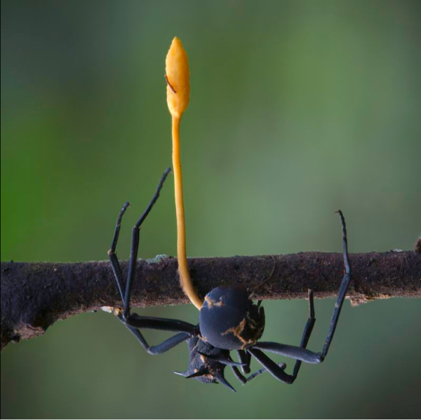 9 Frightful Fungi That Will Freak You Out | The Saturday Evening Post