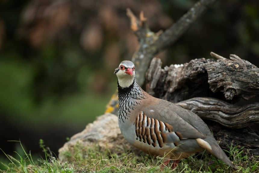 Partridge Bird In A Pear Tree
