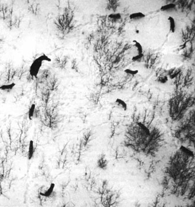 Isle Royale: Wolves Hunting Moose | The Saturday Evening Post