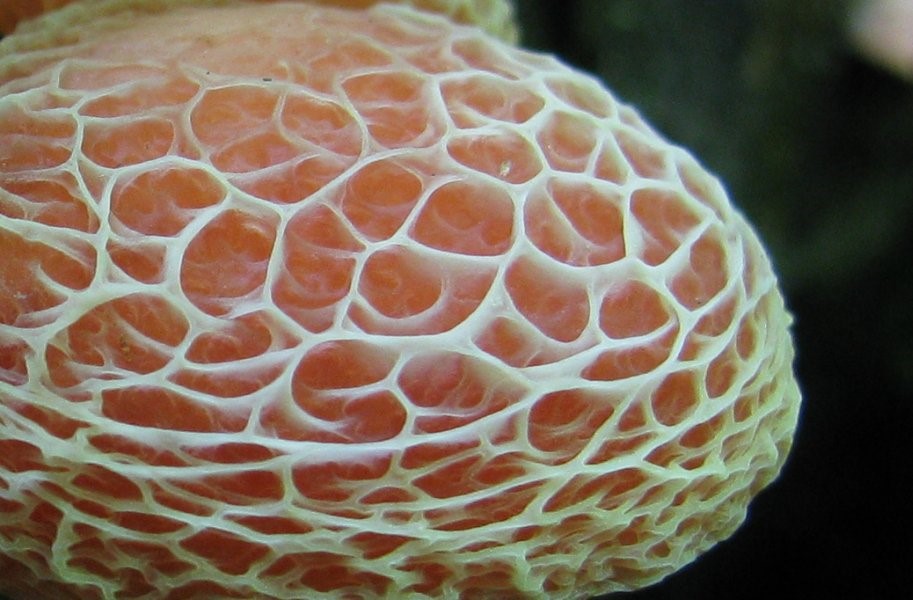 9 Frightful Fungi That Will Freak You Out | The Saturday Evening Post