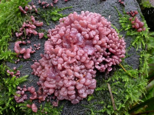 9 Frightful Fungi That Will Freak You Out | The Saturday Evening Post