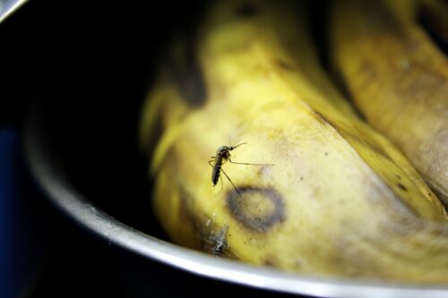 Our Better Nature: Mosquitoes — The Good, the (Mostly) Bad, and the ...