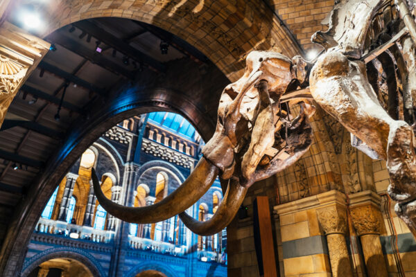 In a Word: Digging Up Mastodons | The Saturday Evening Post