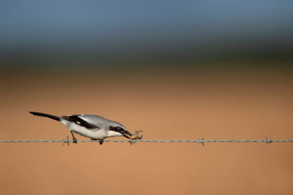Our Better Nature: The Quirky Habits of Animal Hoarders | The Saturday ...