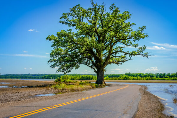 Our Better Nature: Planting Trees for a Changing Climate | The Saturday ...