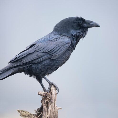 Our Better Nature Archives | The Saturday Evening Post