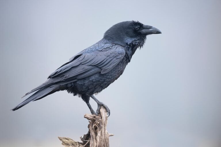 Our Better Nature: Raving About Ravens | The Saturday Evening Post