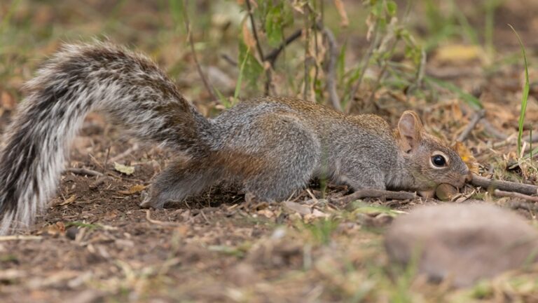 Our Better Nature: Do Animals Have Better Memories Than People? | The ...
