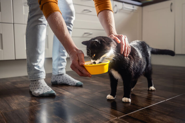 Ask the Vet: Senior Cat Food | The Saturday Evening Post