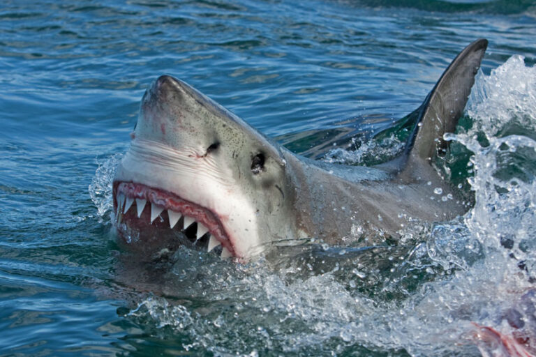 When Animals Attack: The Boom in Animal Horror Films in the 1970s | The ...