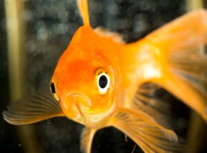 Our Better Nature: Do Animals Have Better Memories Than People? | The ...