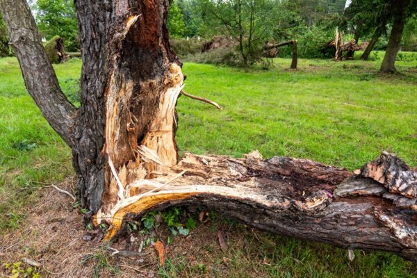 Our Better Nature: Whispers and Walls — How Trees Defend Themselves ...